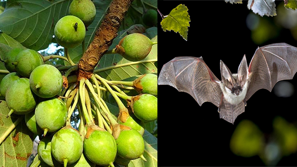 चेपाङ समुदायको उत्थानका लागि चिउरी र चमेरो संरक्षण कार्यक्रम - प्रभाव ...